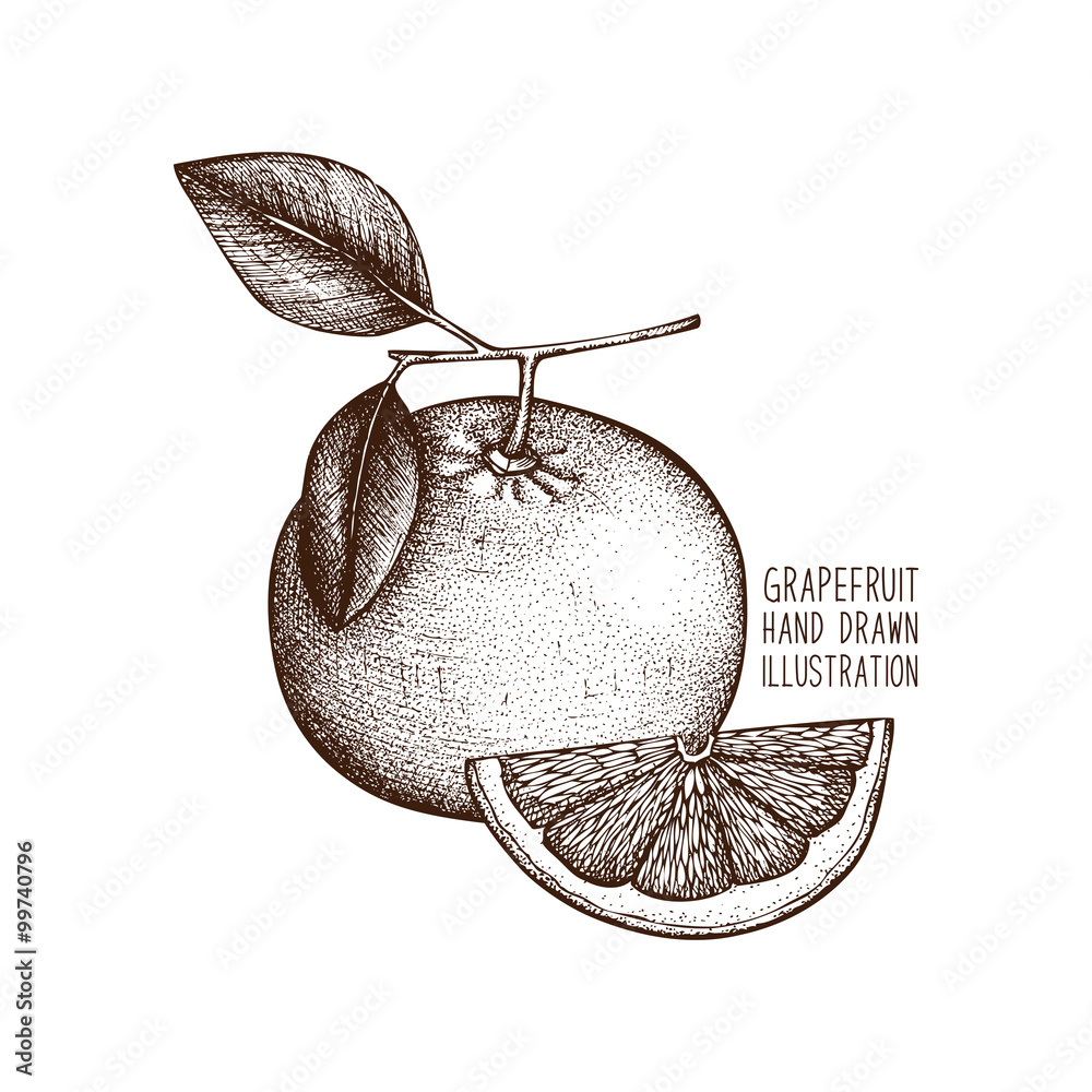 Ink hand drawn grapefruit isolated on white background. Vector ...