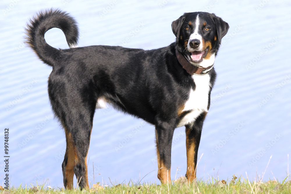 Appenzeller Sennenhund Stock Photo | Adobe Stock