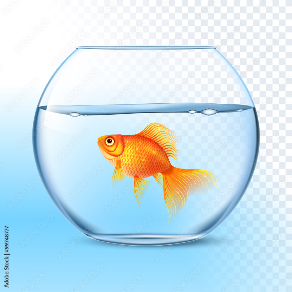 Goldfish In Water Bowl Realistic Image Stock Vector | Adobe Stock