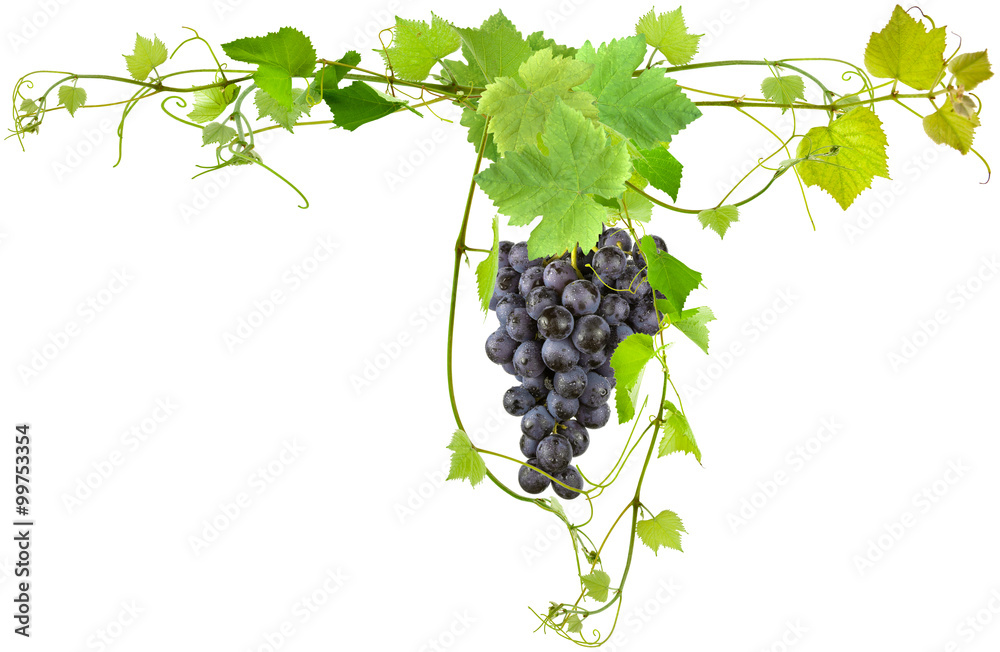 grappe de raisin muscat et feuilles de vigne, fond blanc Photos | Adobe ...