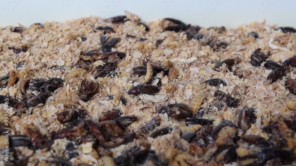 Mealworm bug insect is a food for bird and fish Stock Video | Adobe Stock