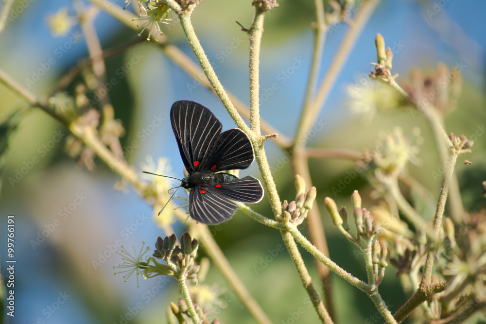 La mariposa negra y puntos rojos está en la rama. Stock Photo | Adobe Stock