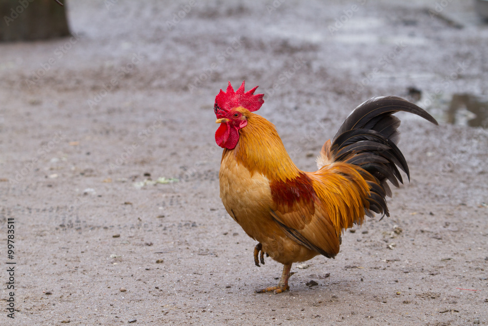 Gockel Stock-Foto | Adobe Stock