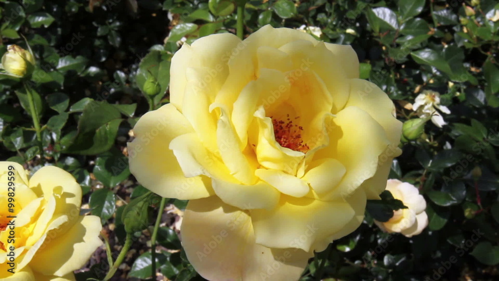 Roses in the Coloma Rose Garden. With its impressive displays of more ...