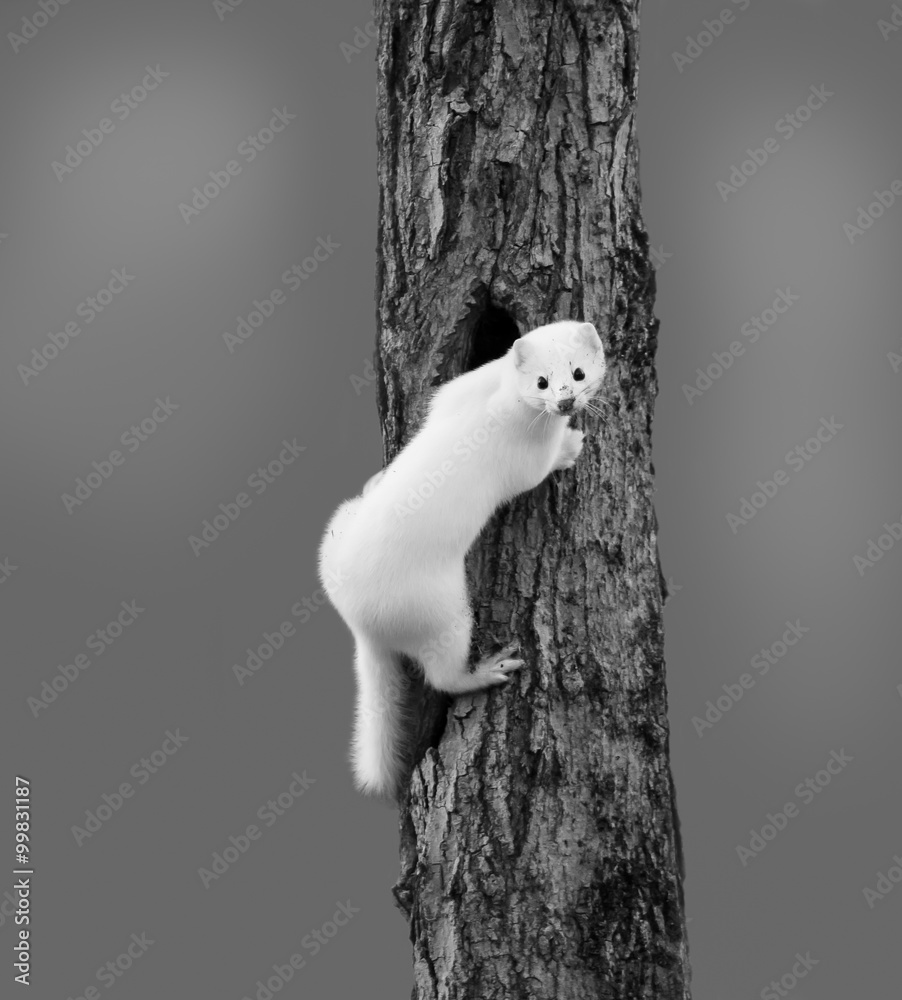 Black Ermine
