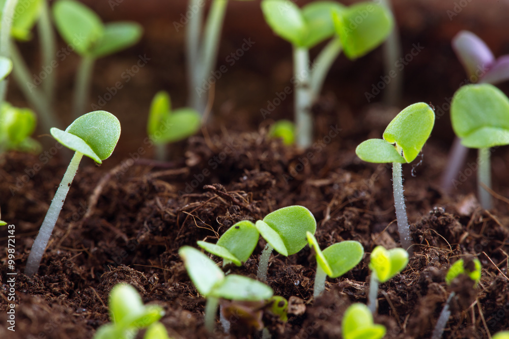 sprout Stock Photo | Adobe Stock