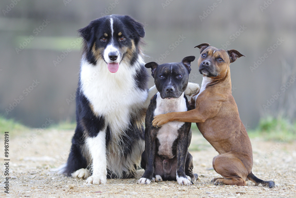 three dog hugging Photos | Adobe Stock