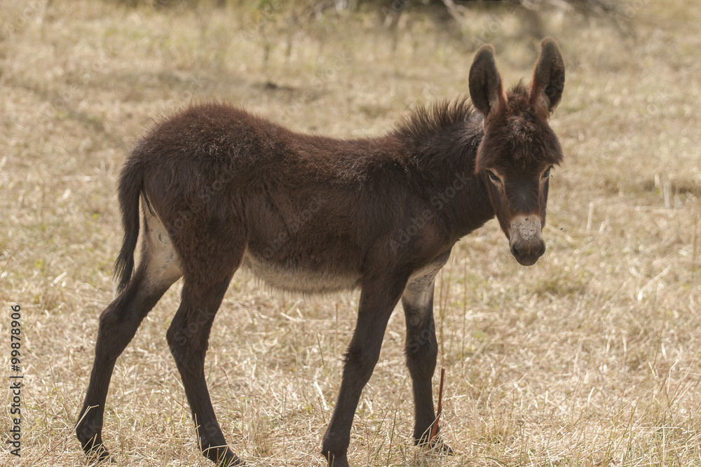 Poster Donkey – Wall Art | UkPosters
