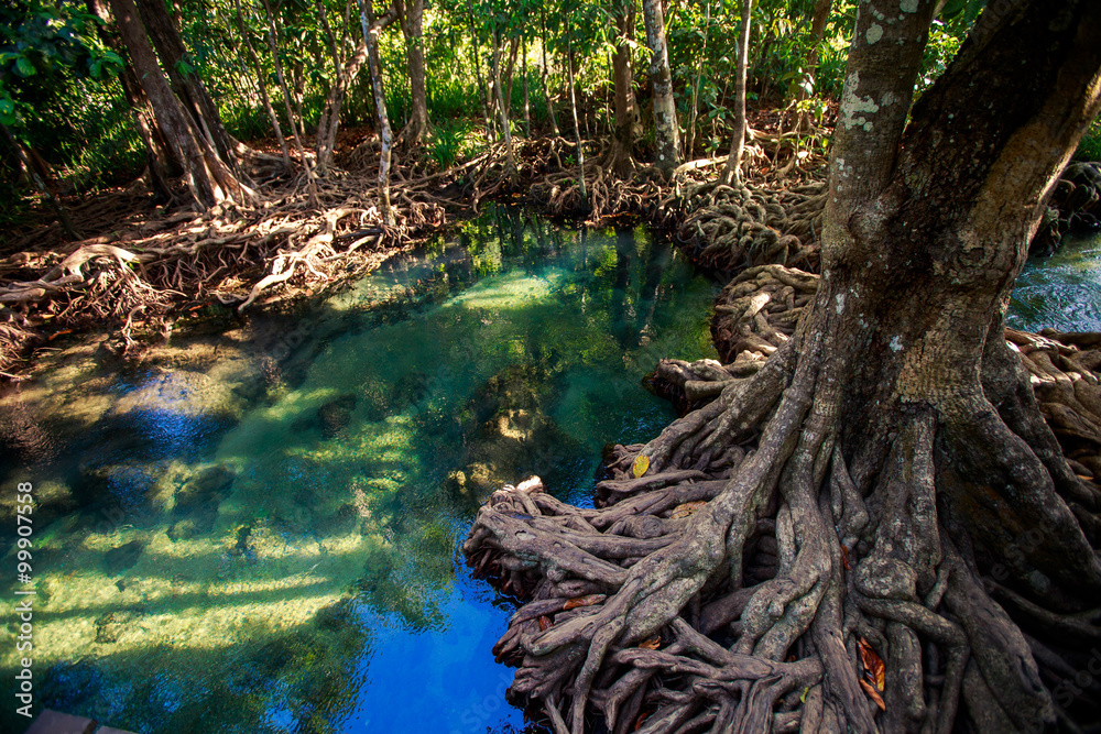 large mangrove tree trunk with interlaced roots and hollow Stock Photo ...