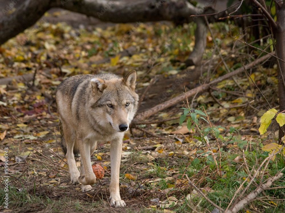 grey Wolf walking in a forest Stock Photo | Adobe Stock