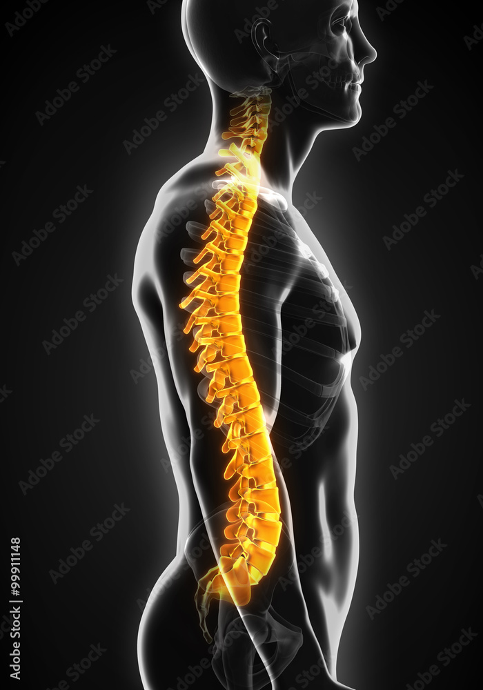 Human Male Spine Anatomy Stock Illustration | Adobe Stock