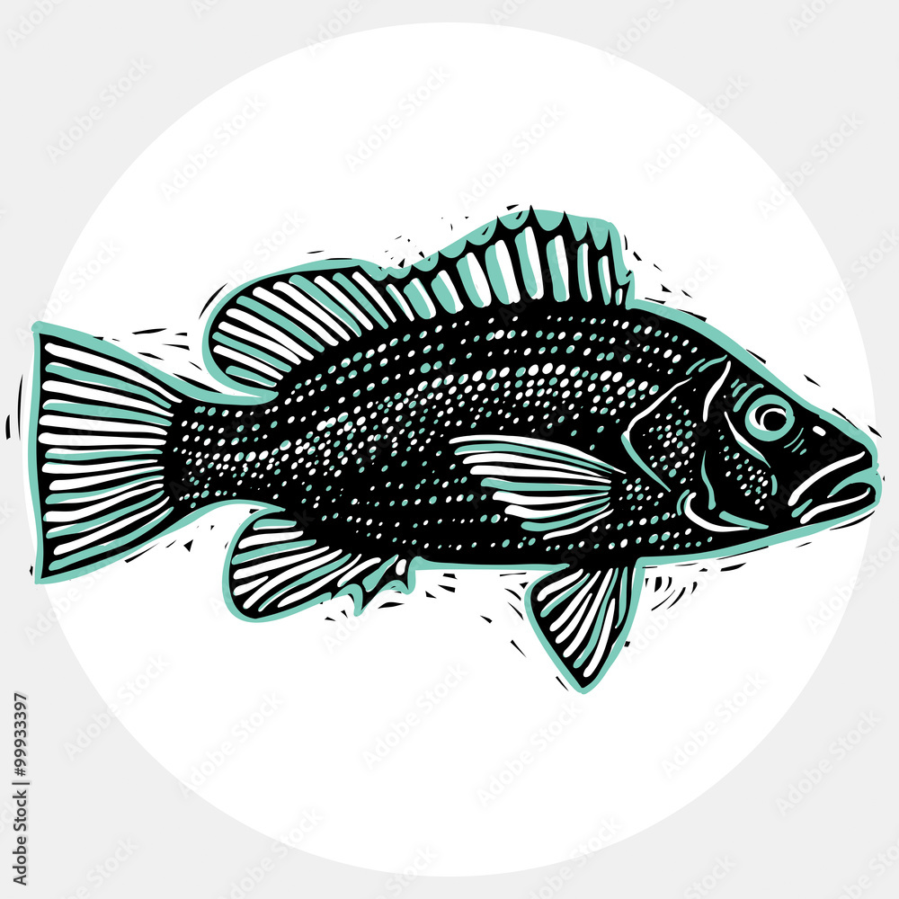 Vector drawing of freshwater fish with fins, underwater life Stock ...