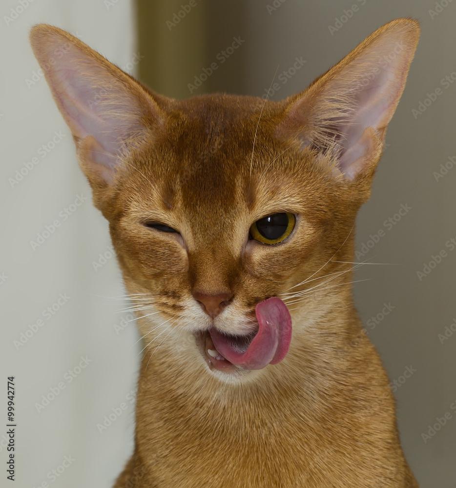 Red Abyssinian