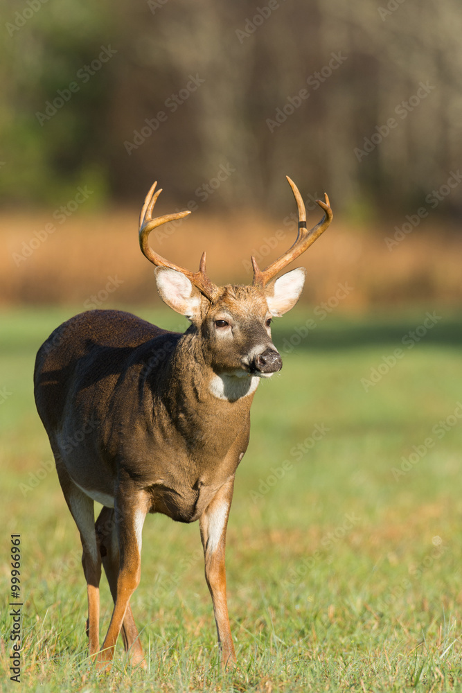Large white-tailed deer buck Stock Photo | Adobe Stock