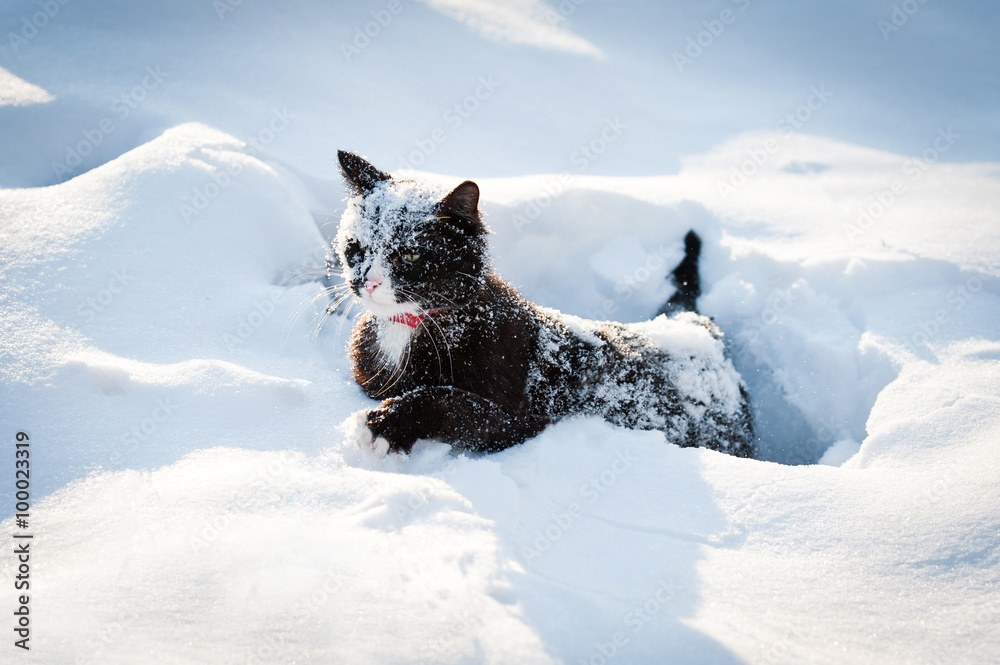 Funny Deep Snow