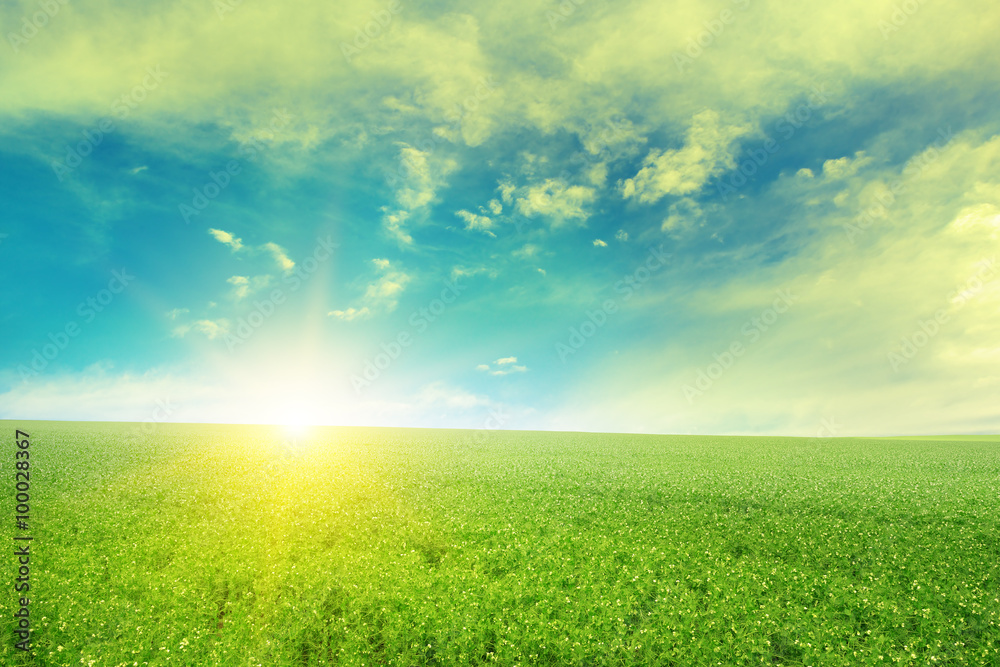 Beautiful sunrise over field pea wall mural wallpaper | Muraledesign.com