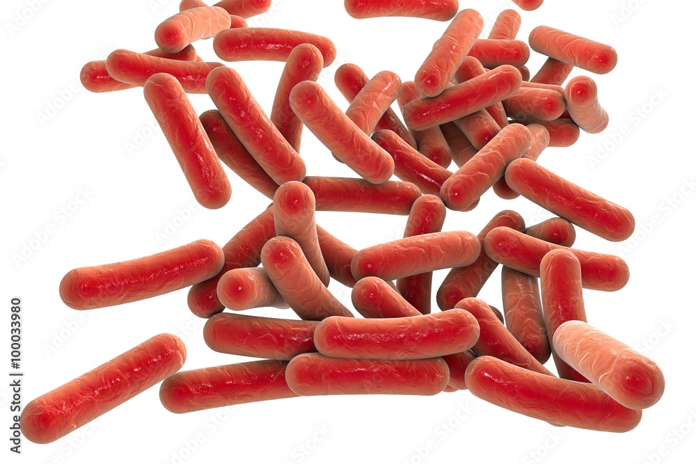 Rod-shaped bacteria isolated on white background, Escherichia coli ...