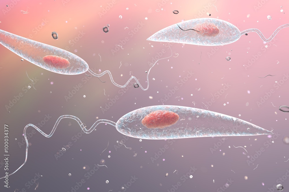 Leishmania. Promastigotes of Leishmania parasite which are found in ...