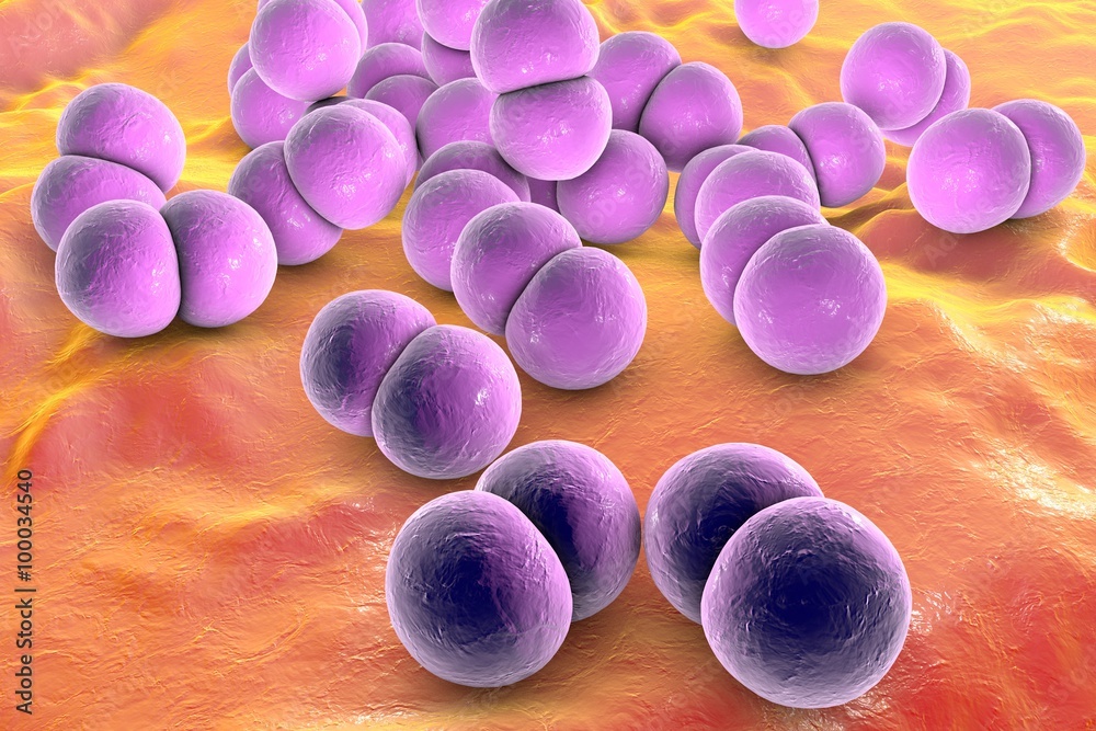 Bacteria Neisseria gonorrhoeae or Neisseria meningitidis, gonococcus ...