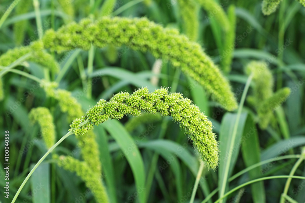 Close up of Foxtail Millet stalk with grains. Millet is used as food ...