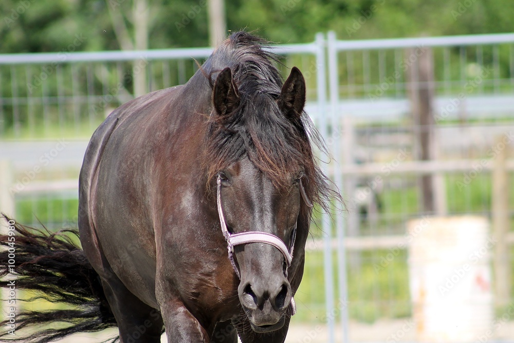 Foto Stock Cavalla morella | Adobe Stock