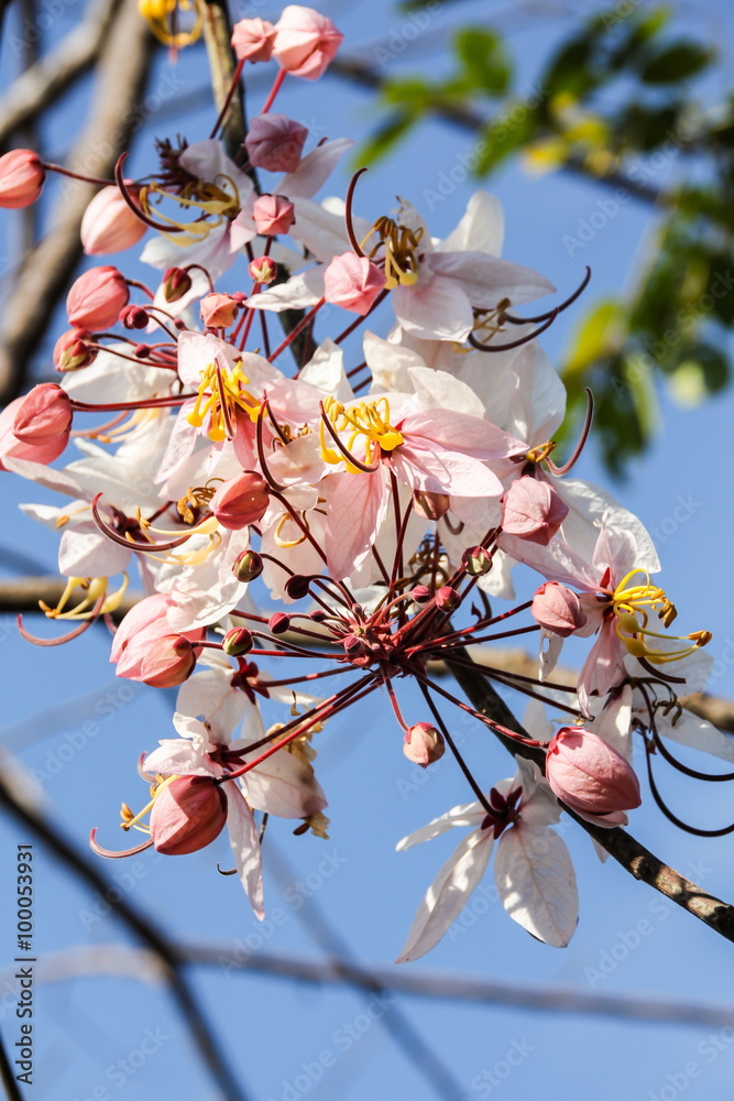 Java Cassia, Pink Shower, Apple Blossom Tree, Rainbow Shower Tree (Cassia javanica) Stock Photo ...
