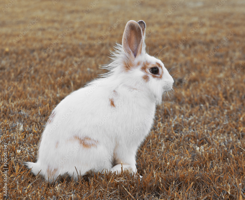 conejo blanco Stock Photo | Adobe Stock