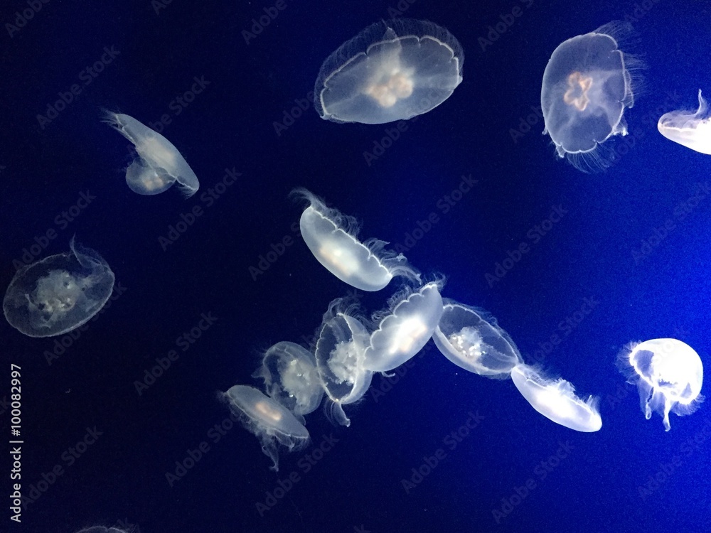 Puget Sound Jelly Fish Stock Photo | Adobe Stock