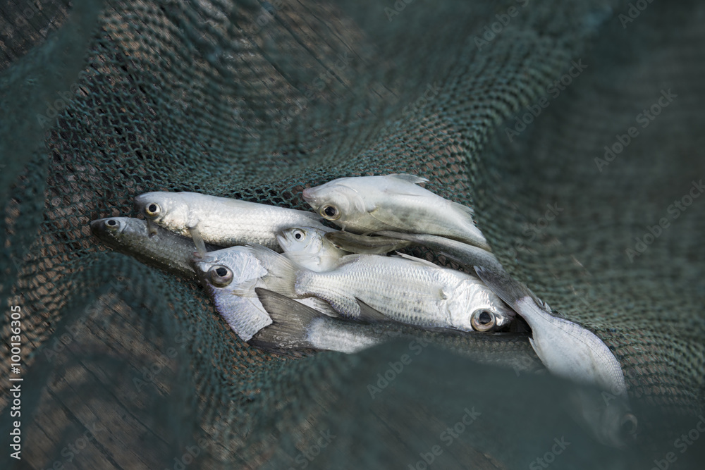 Peces muertos pescados en una red. Fort Kochi, India Stock Photo ...