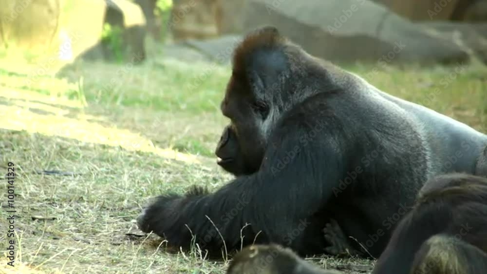 Dry grass dessert for a grazing gorilla male, severe silverback. A ...