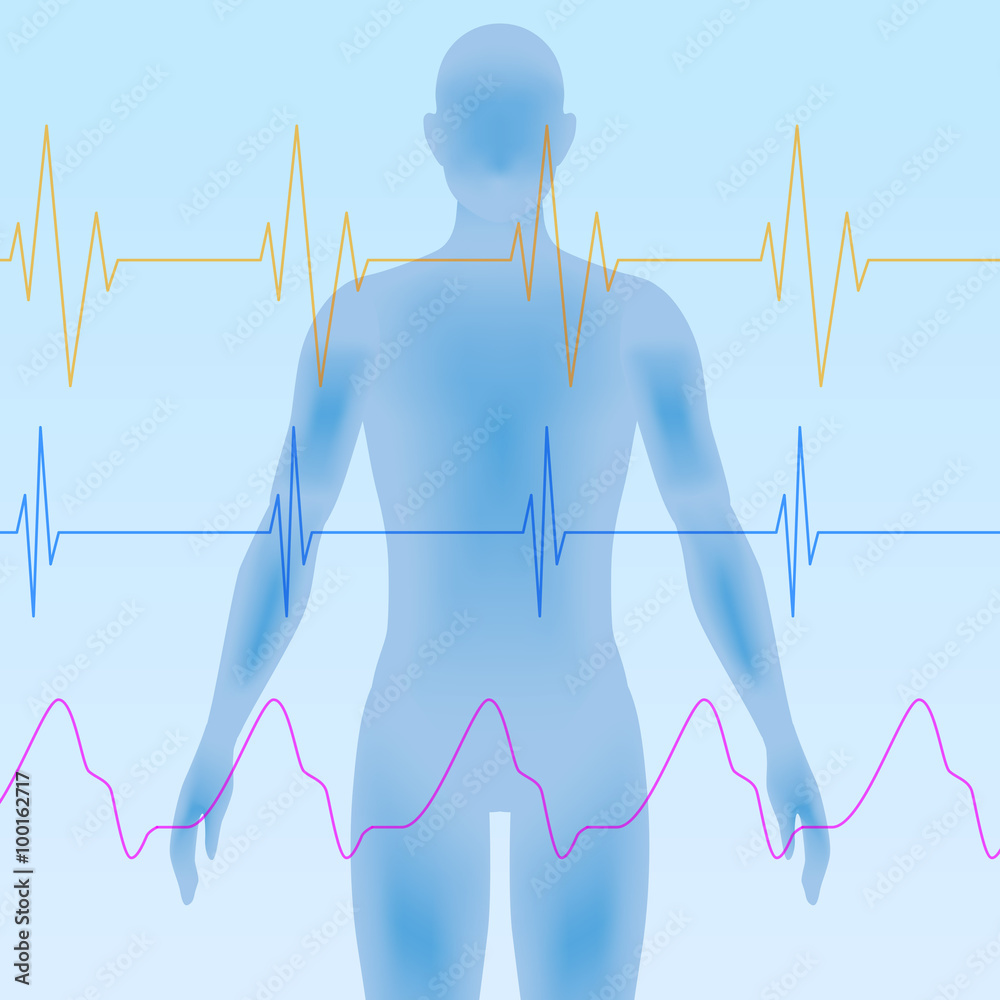 human body silhouette and vital sign waveforms, vector illustration ...
