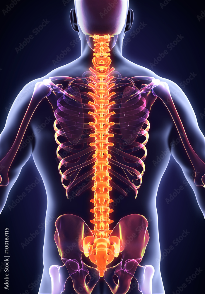 Human Male Spine Anatomy Stock Illustration | Adobe Stock