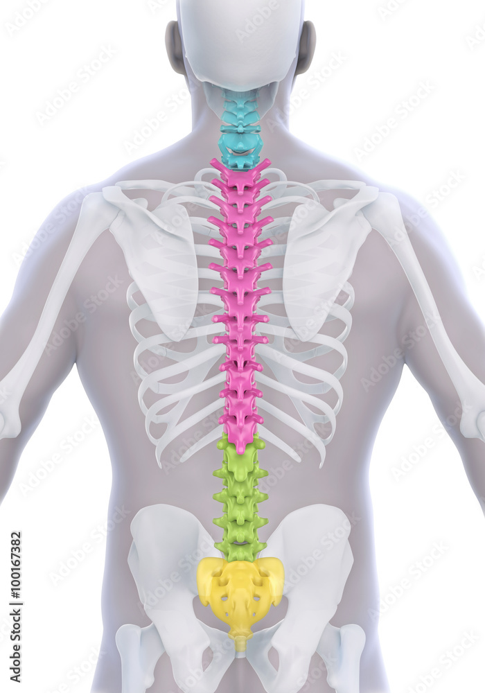 Human Male Spine Anatomy Stock Illustration | Adobe Stock