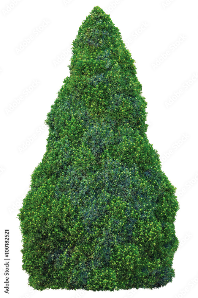 Pine family Pinaceae Picea Glauca (Moench) Voss 'Sander's Blue' 'Conica ...