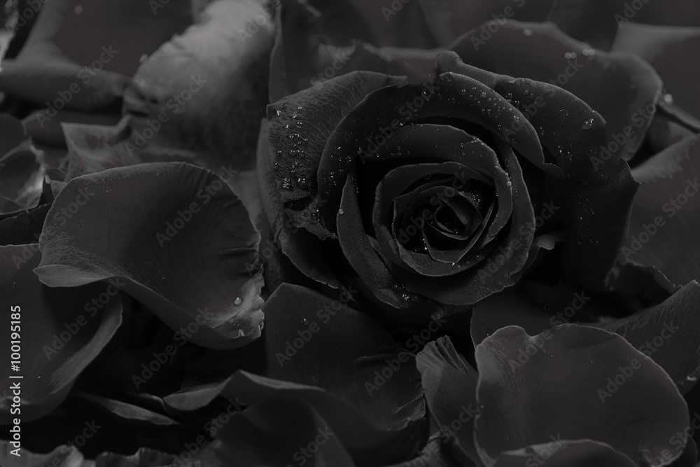 Black Rose With Water Drops Wallpaper
