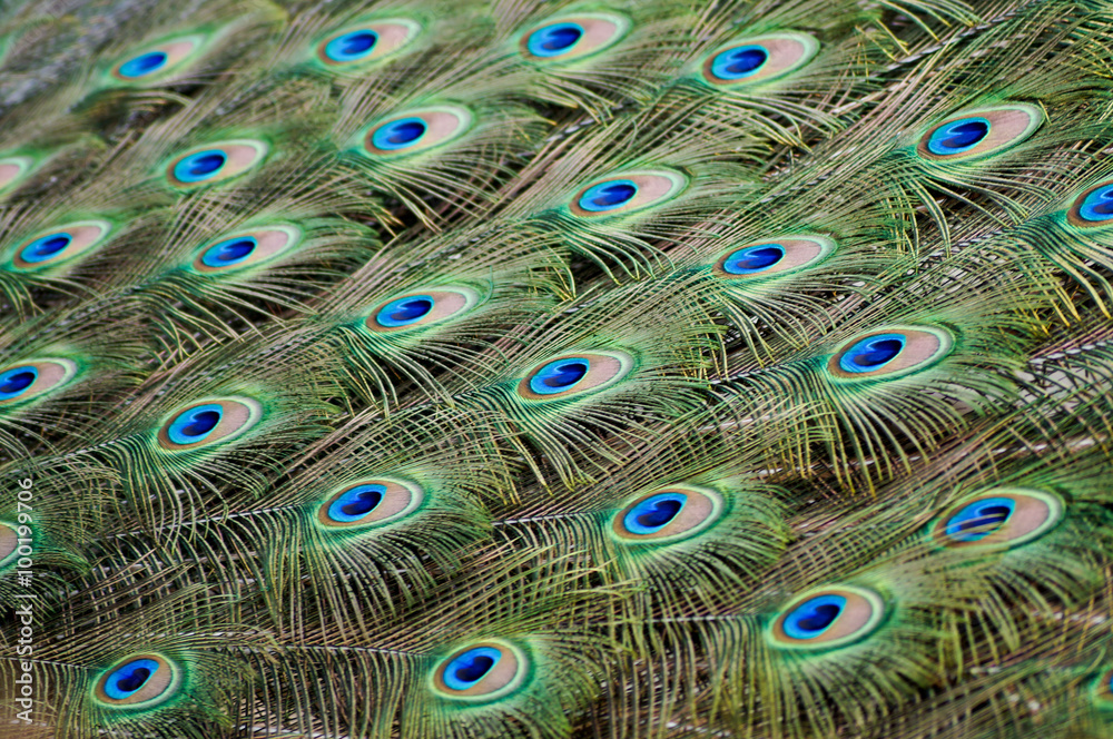 Muster der Pfauenfedern Stock Photo | Adobe Stock