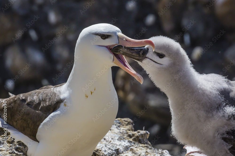 Adult black-browed albatross (Thalassarche melanophris) feeding chick ...