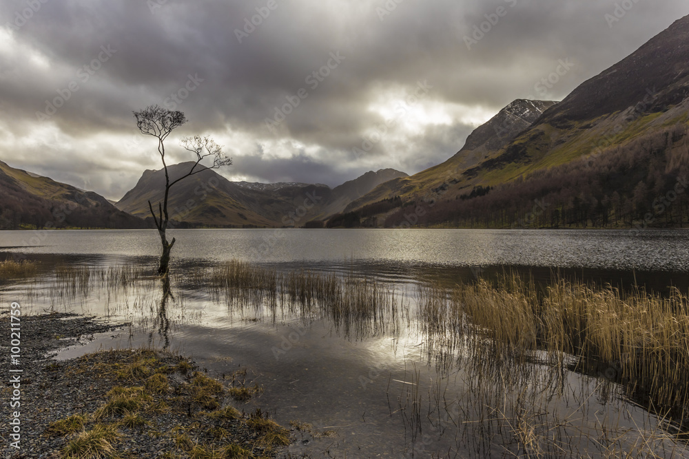 Lone winter tree with marginal golden grasses, Buttermere, Lake ...