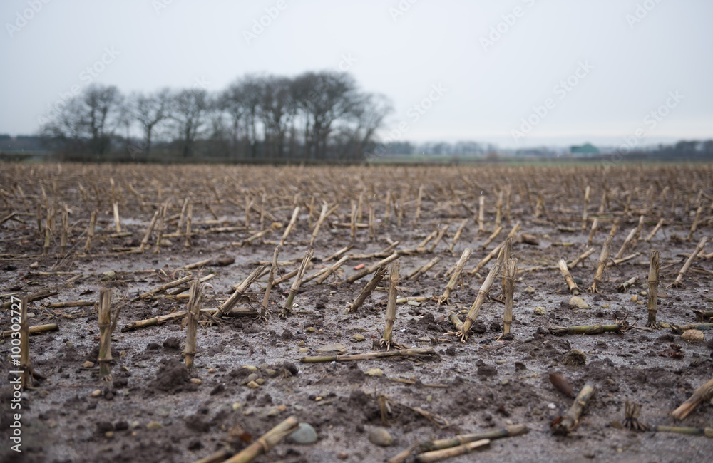 Dead rotting corn plants on and icy cold field. Harsh winter kills ...