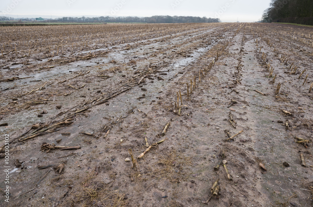 Dead rotting corn plants on and icy cold field. Harsh winter kills ...