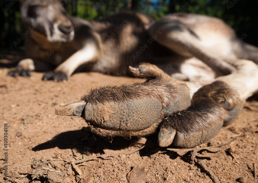 Kangaroo Feet