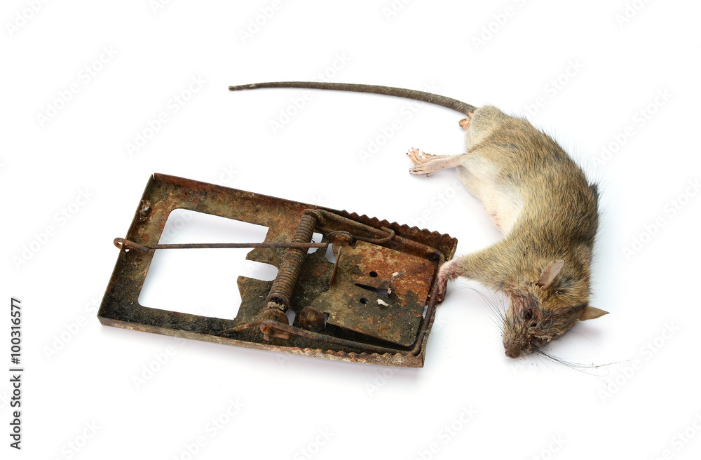 dead rat killed by rat-trap on white background Stock Photo | Adobe Stock