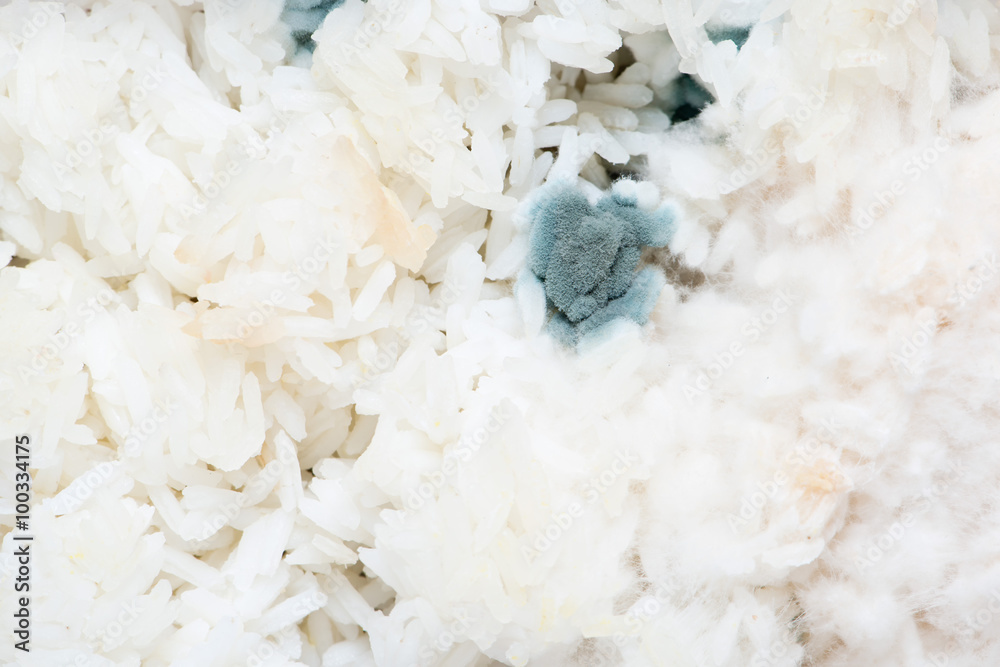 Moldy rice, Fungi on rice in pot, uneatable it's dangerous Photos ...