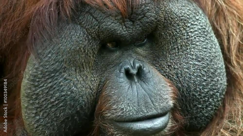 Face with excellent cheeks close up of orangutan male, chief of monkey ...