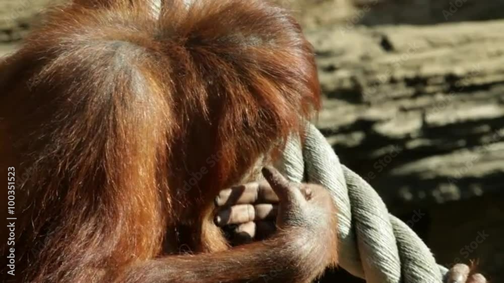An orangutan female close up, side view, is sitting on sunlit rocky ...