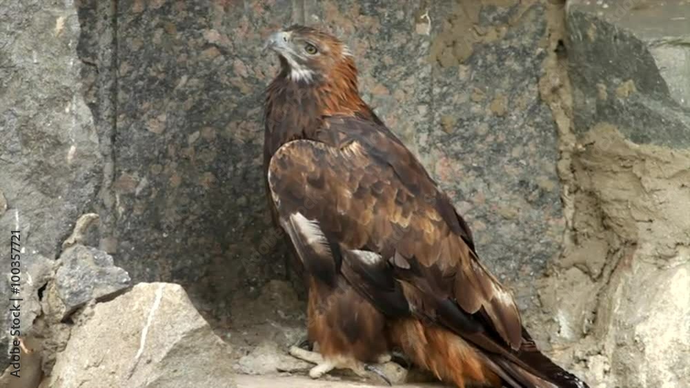 A full-length golden eagle, Aquila chrysaetos, on rocky background ...