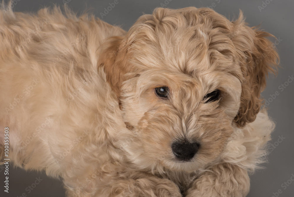 cockapoo Stock Photo | Adobe Stock