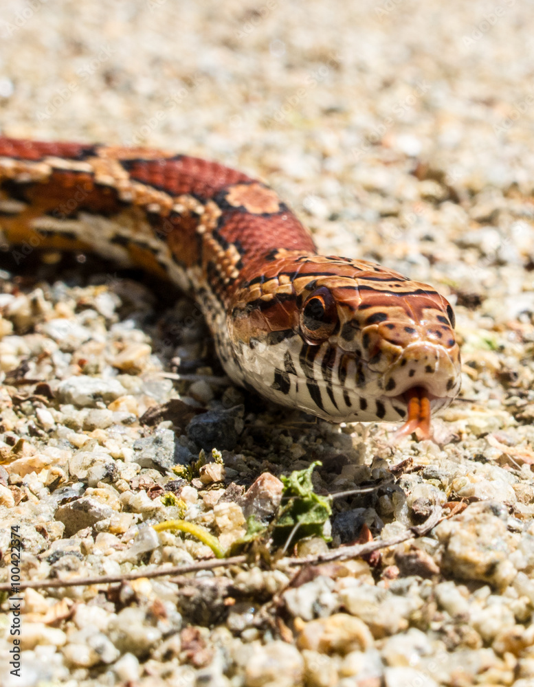 Kornnatter (Pantherophis guttatus) Stock Photo | Adobe Stock