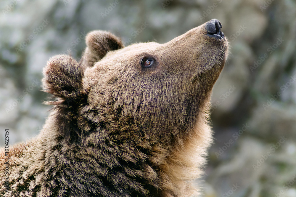 Brown bear's head looking up Stock Photo | Adobe Stock