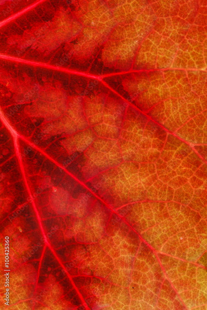 leaf texture Stock Photo | Adobe Stock